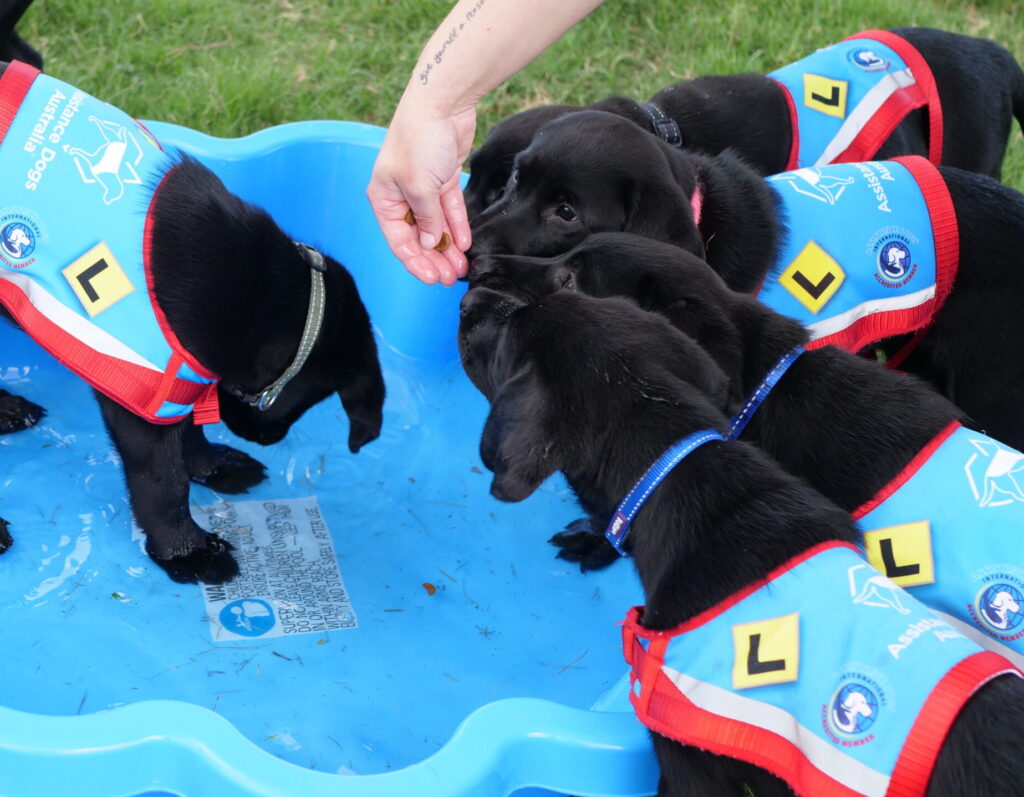 Celebrating one year of Puppy Kindergarten!